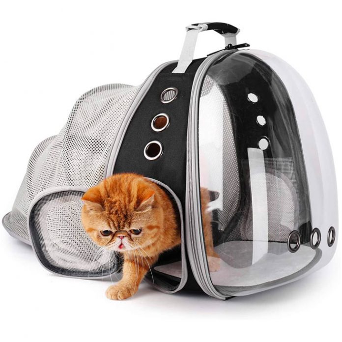 10 Best Cat Backpack Carriers for Your Kitty | Bengalcats.co