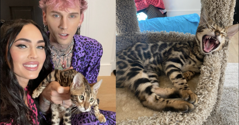 Machine Gun Kelly And Megan Fox Become Pawrents To Bengal Kitten ...